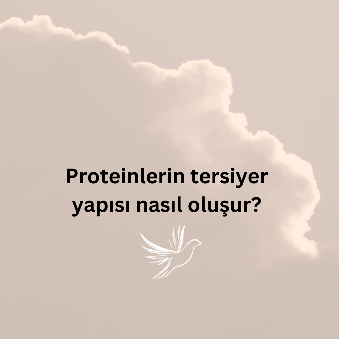 Proteinlerin tersiyer yapısı nasıl oluşur? | Kelime Bulucu-Kelimelik Bulucusu-Nedir Nedemek -Zıt ...
