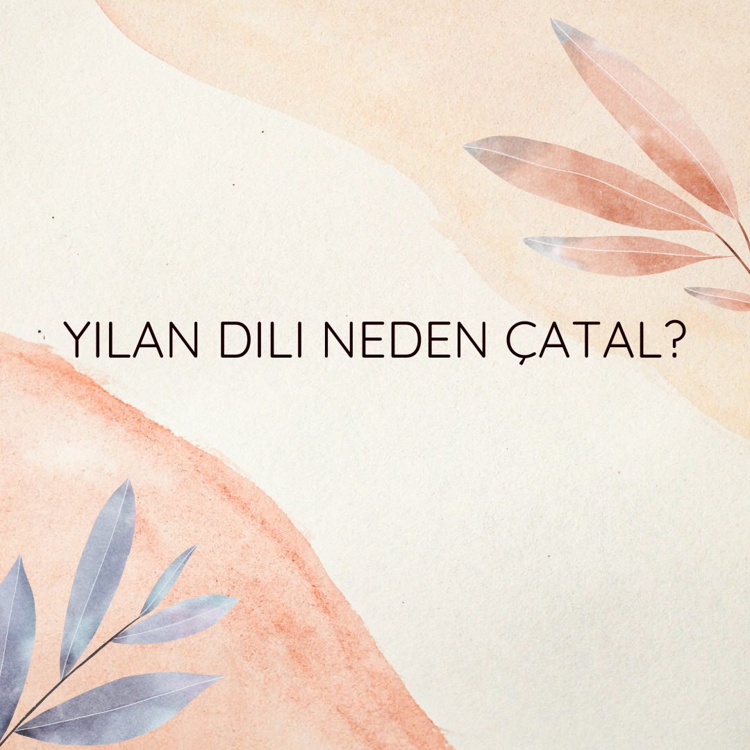 Yılan dili neden Çatal? | Kelime Bulucu-Kelimelik Bulucusu-Nedir ...